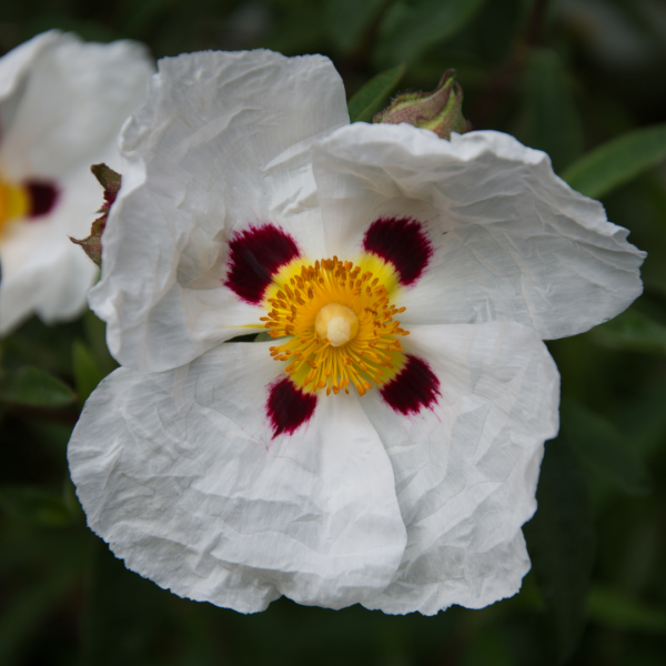 Cistus, Traditional - Nature's Gift