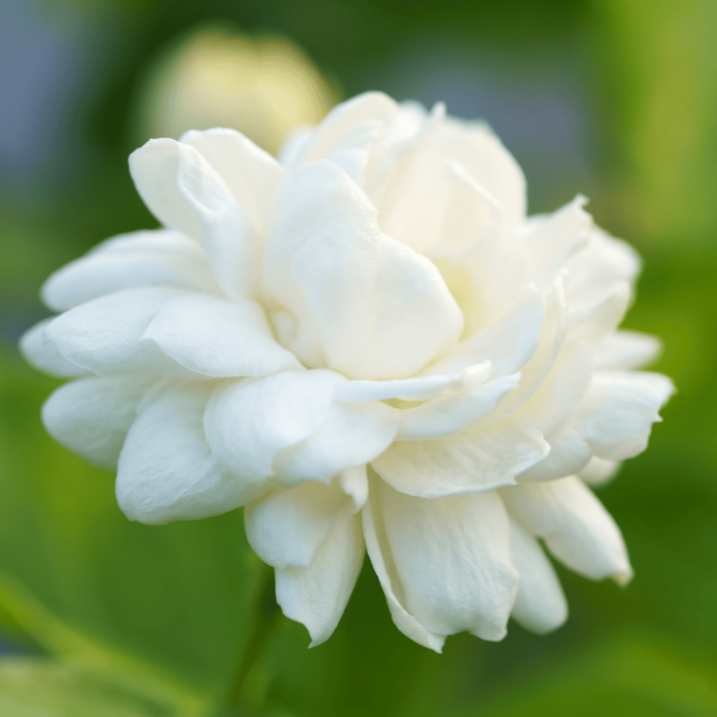 Jasmine Sambac Absolute - Nature's Gift