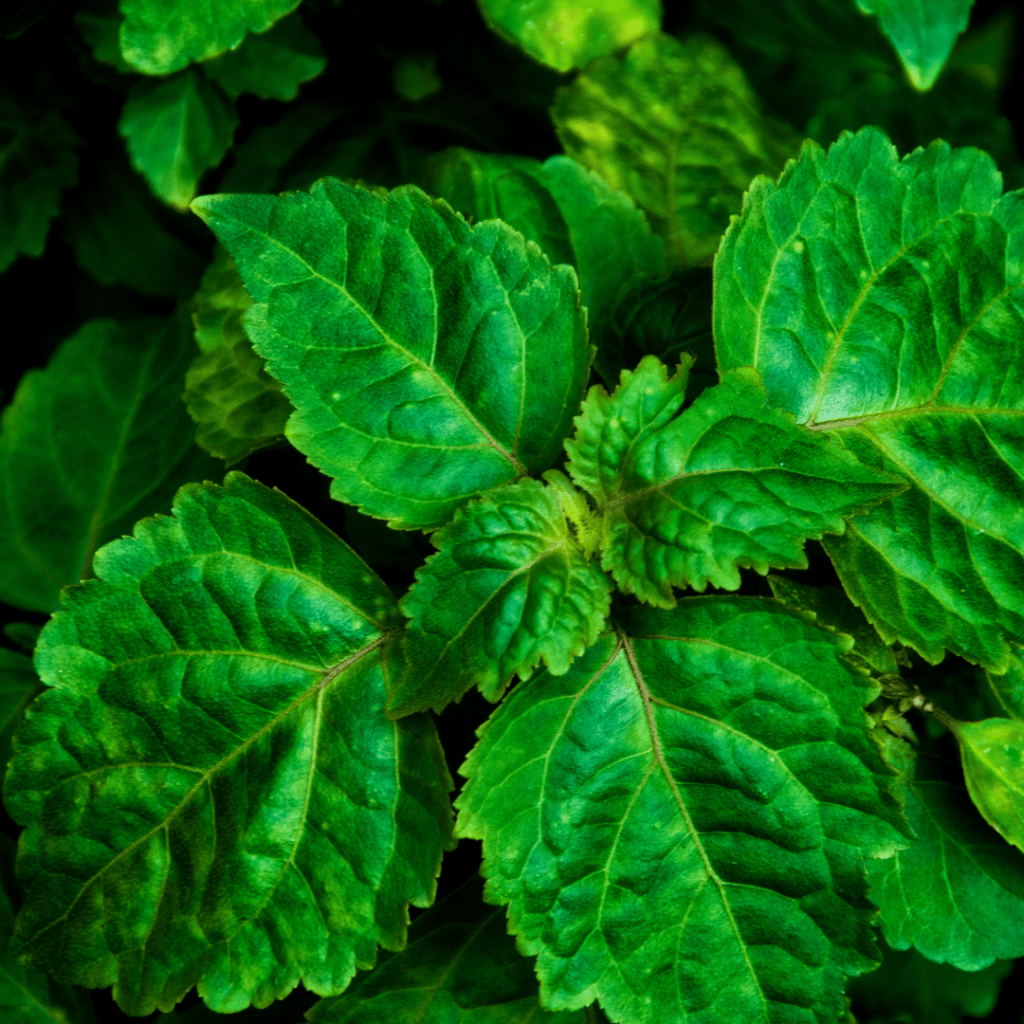 Patchouli Dark - Nature's Gift
