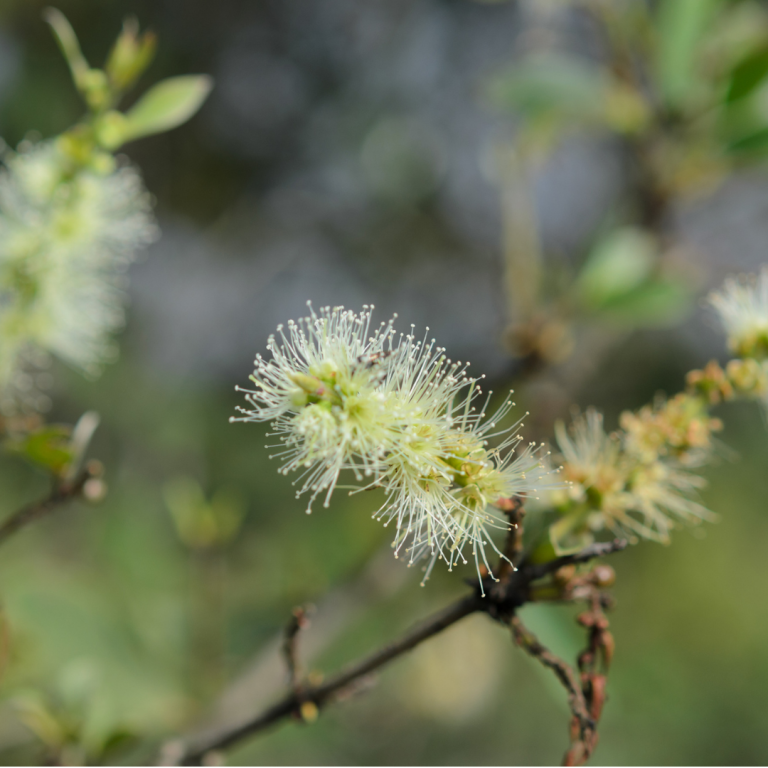 Rosalina - Nature's Gift