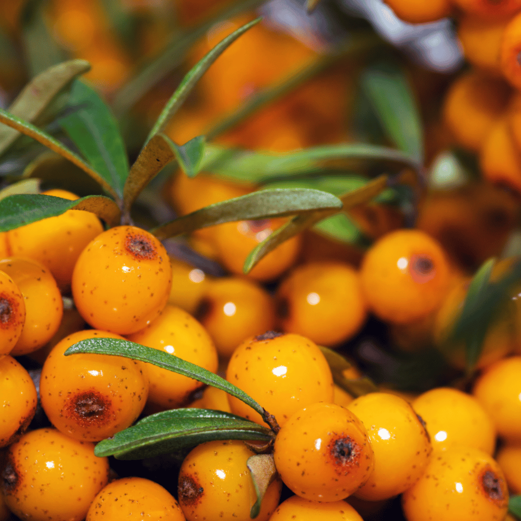 Sea Buckthorn Berry CO2 PULP Extract - Nature's Gift