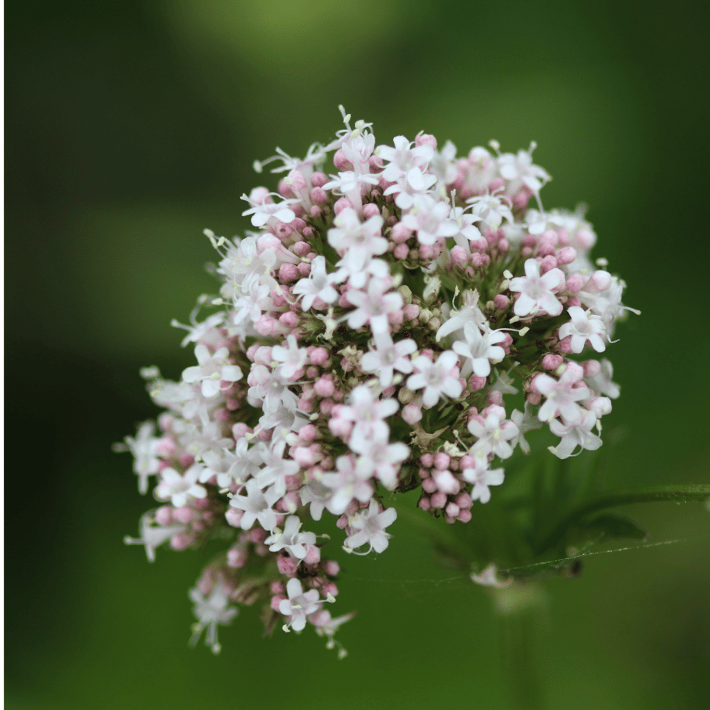 Valerian - Nature's Gift