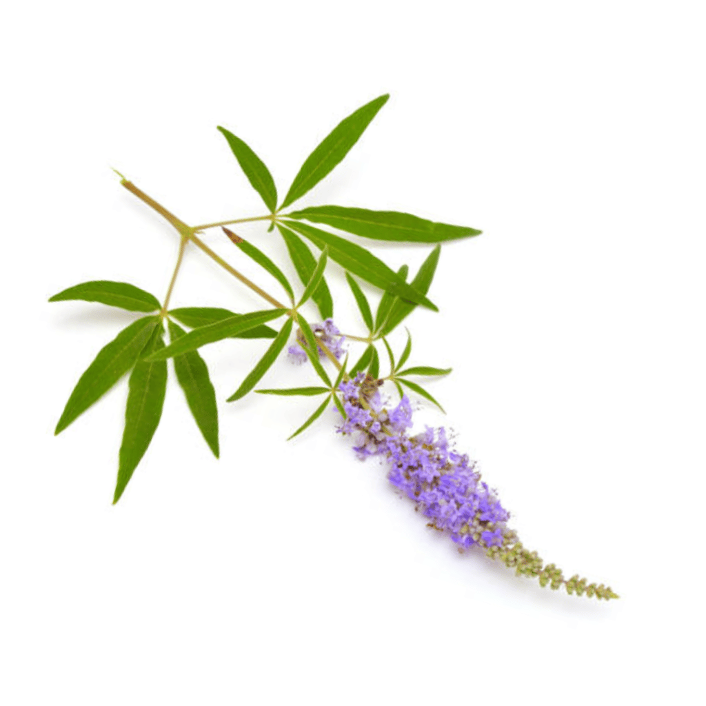 Vitex (Chasteberry) Leaf and Berry - Nature's Gift
